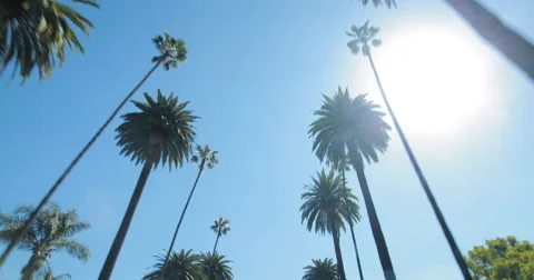 Palm trees driving POV dolly low angle s... | Stock Video | Pond5