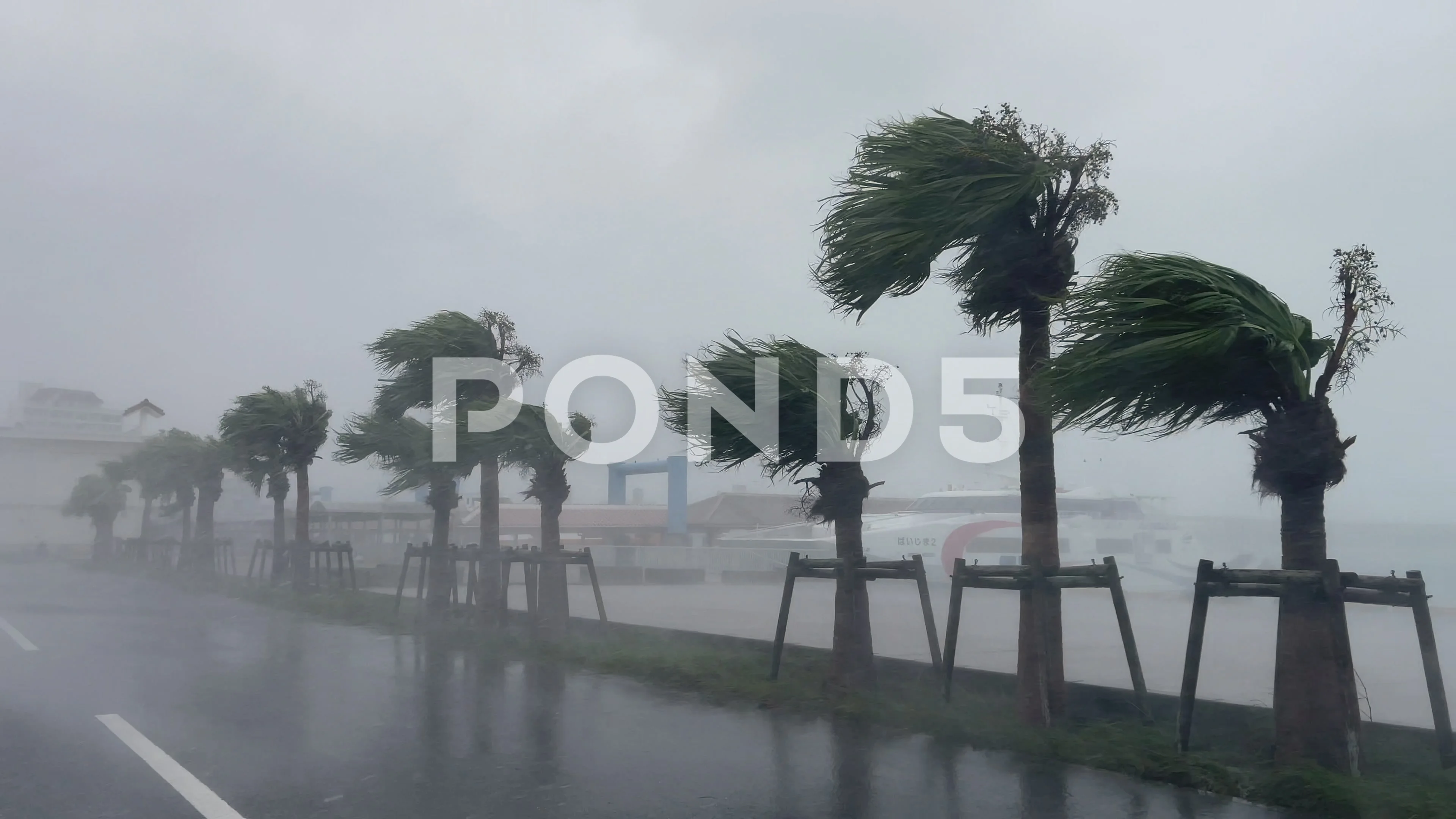 Wind Blowing Trees Storm