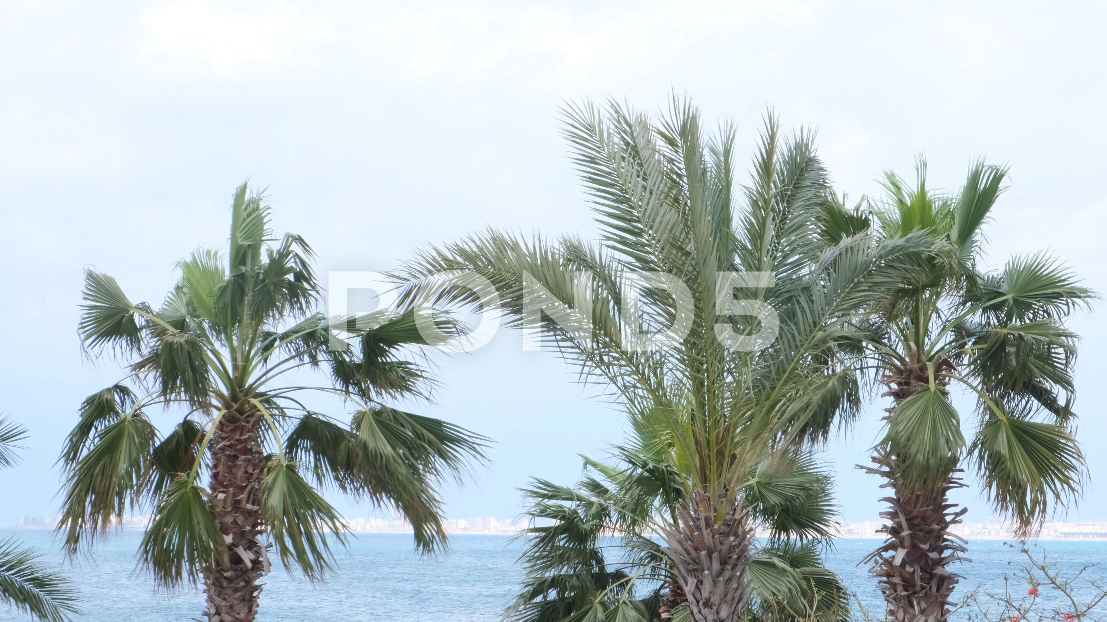 Trees Moving In The Wind