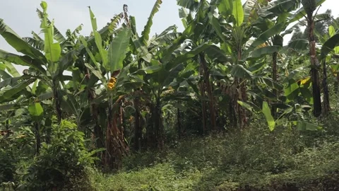 Palm trees plantation, side view. Many p... | Stock Video | Pond5