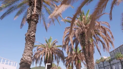 Palm trees at Riva Split, Croatia | Stock Video | Pond5