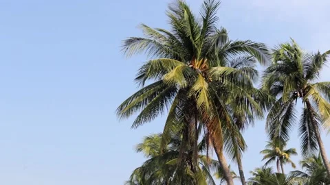Palm Trees On Sunny Sky In Bang Saen Bea... | Stock Video | Pond5