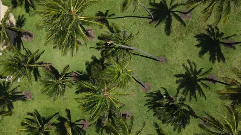 Palm Trees top down shoot of palm trees ... | Stock Video | Pond5