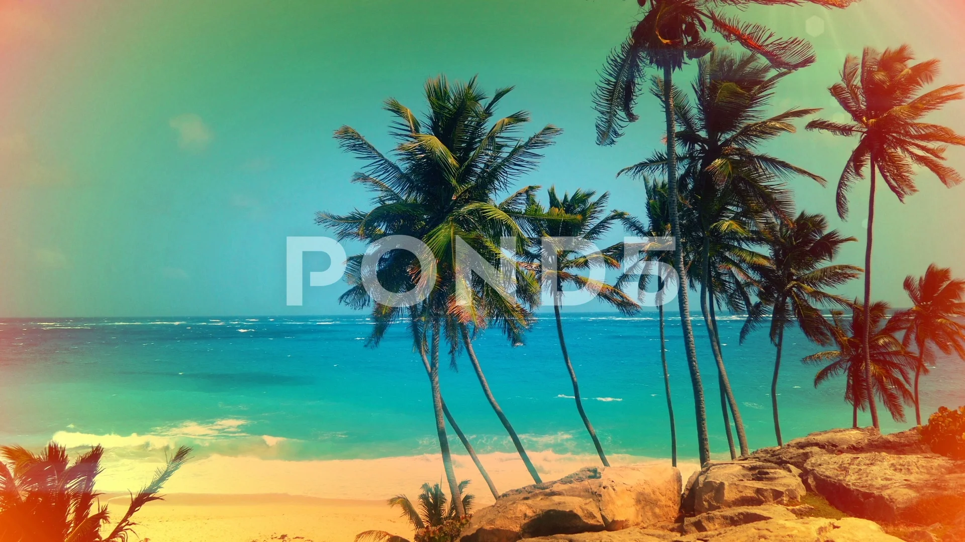 Windy Palm Trees