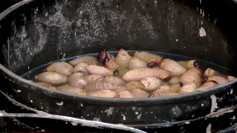 Palm worms, in tray with water in the Ec... | Stock Video | Pond5