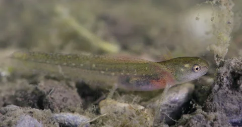 Newt Stock Video Footage | Royalty Free Newt Videos | Pond5