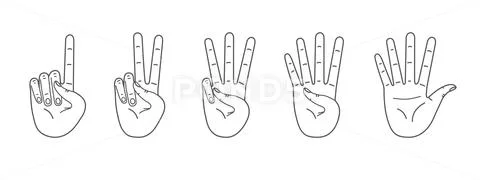 Palms count from one to five. Counting hands, hand gestures. Vector line il.. ~ Clip Art #240304867