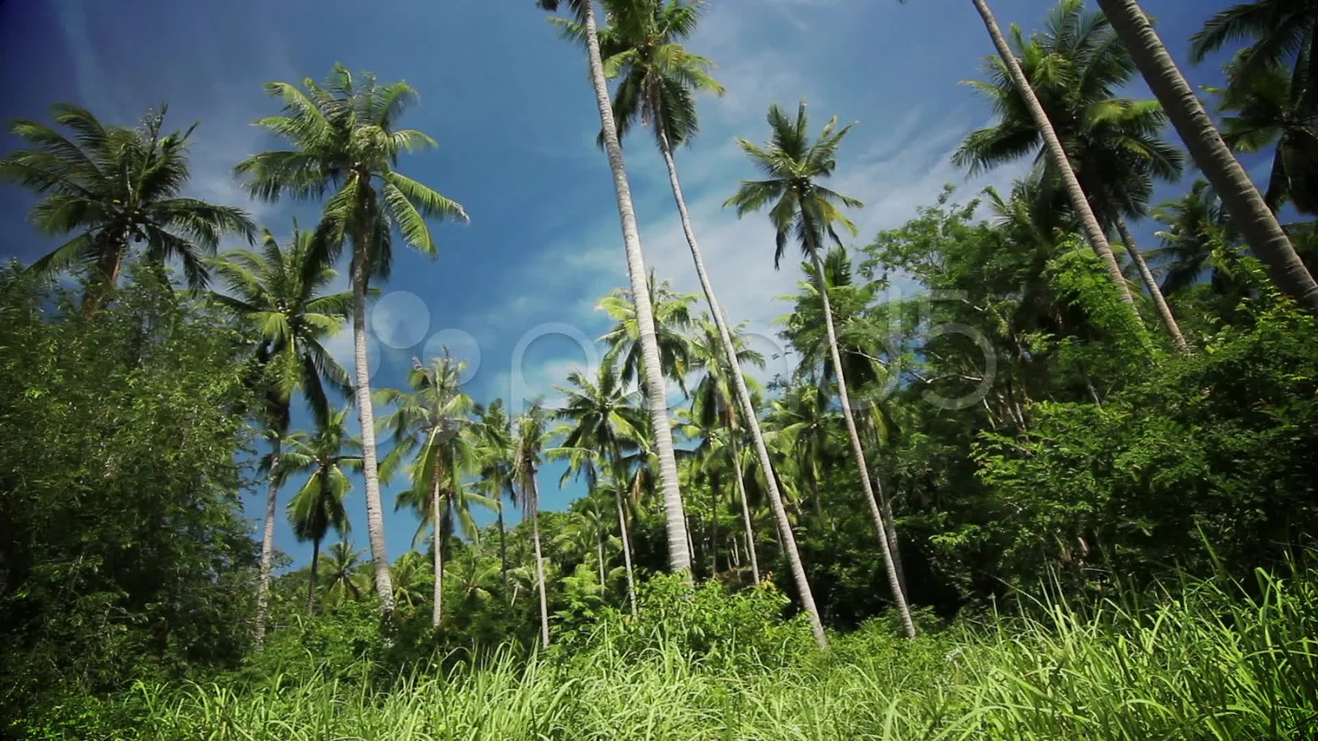 Real Jungle Background