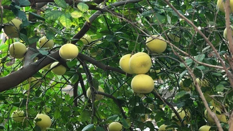 Pamela or pomelo fruits on the tree on ... | Stock Video | Pond5