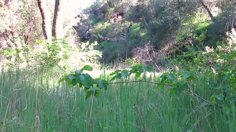 Pan and tilt shot of a forest with lush ... | Stock Video | Pond5