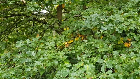 Pan up a autumn tree with leaves of gree... | Stock Video | Pond5