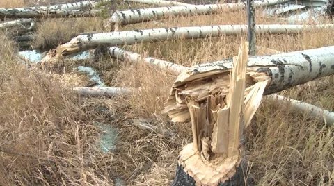 Cut Trees Forest Stock Videos – Royalty-Free HD & 4K Videos | Pond5