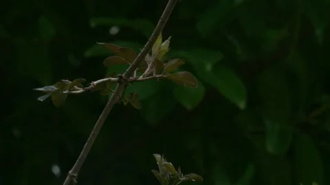 Pan of a Branch with leaves of an elder ... | Stock Video | Pond5