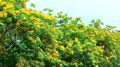 Burma Stock Video Footage | Royalty Free Burma Videos | Pond5