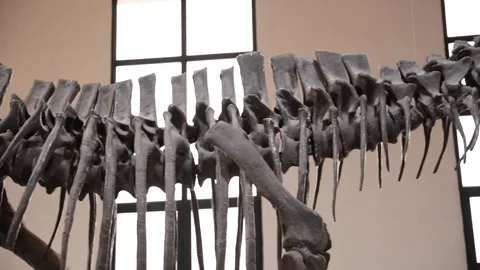 Carnivore Stock Video Footage | Royalty Free Carnivore Videos | Pond5