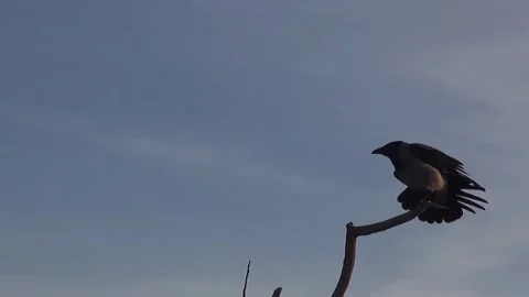 50 Fps Stock Video Footage | Royalty Free 50 Fps Videos | Pond5