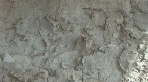 Pan of Dinosaur Fossils in Rock at Dinos... | Stock Video | Pond5