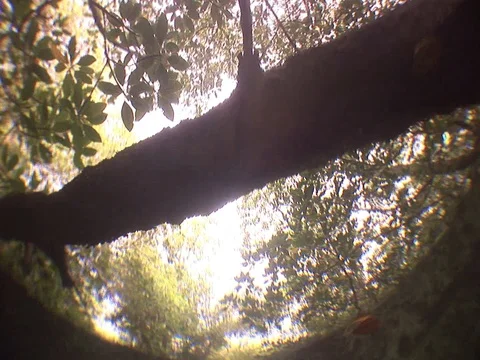 Pan down surface to shallow Mangrove roo... | Stock Video | Pond5