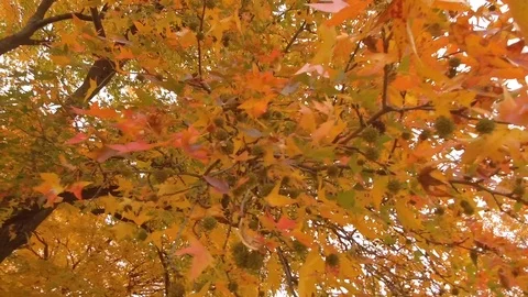 Pan left of fall tree | Stock Video | Pond5
