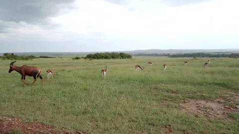 Pan left gimbal shot of Topi antelope an... | Stock Video | Pond5