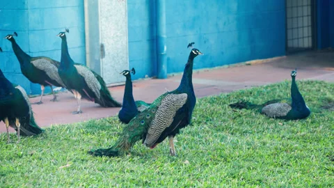 Pan left, Male Peacocks in a group looki... | Stock Video | Pond5