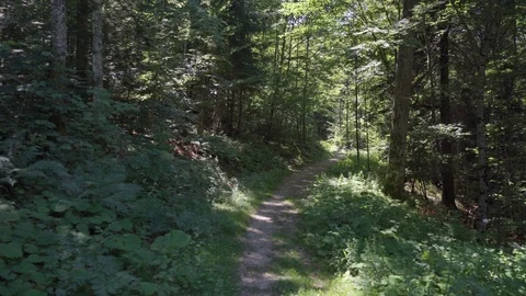 Pan left to right, beautiful nature trai... | Stock Video | Pond5