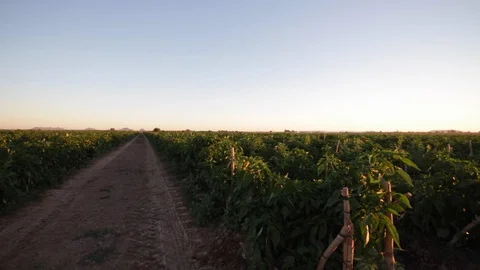 Pan from left to right of field and back... | Stock Video | Pond5