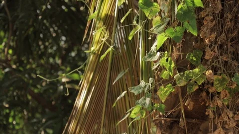 A pan left shot of a differently formed ... | Stock Video | Pond5