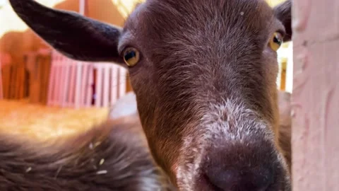 Pan over to see a goat looking at the ca... | Stock Video | Pond5