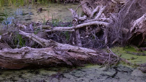 Pan over swamp badly infested with green... | Stock Video | Pond5