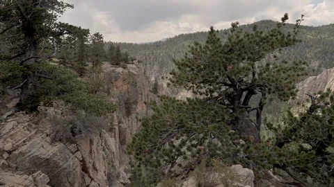 Pan-Pinyon pine to rugged Box-Death Cany... | Stock Video | Pond5