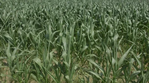 Pan up to reveal corn field blowing in s... | Stock Video | Pond5