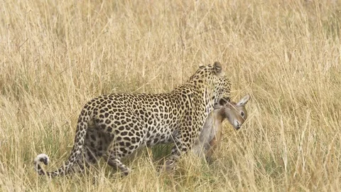 Pan right fallowing shot of a majestic l... | Stock Video | Pond5