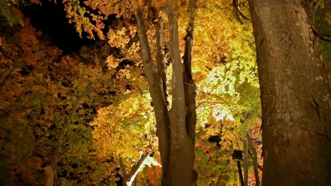 Pan Right Shot of Fall Foliage Illuminat... | Stock Video | Pond5