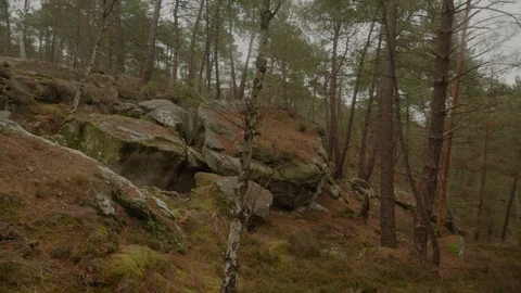 Pan Right View Across Forest Trees At Th... | Stock Video | Pond5
