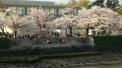 Pan of riverside cherry blossoms in Hiro... | Stock Video | Pond5
