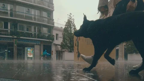 Pan shot following a man and a black dog... | Stock Video | Pond5