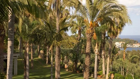 Pan shot from forest of palm trees to a ... | Stock Video | Pond5