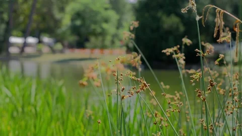 Pan shot of Lakeshore Bulrush reed (Scir... | Stock Video | Pond5