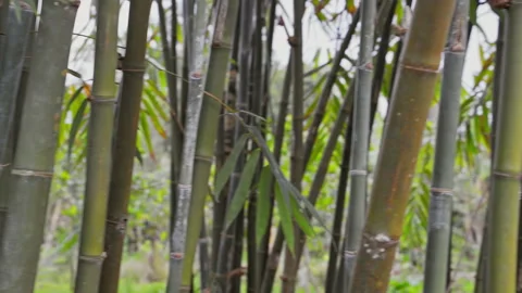 A pan-tilt shot of a serene and peaceful... | Stock Video | Pond5