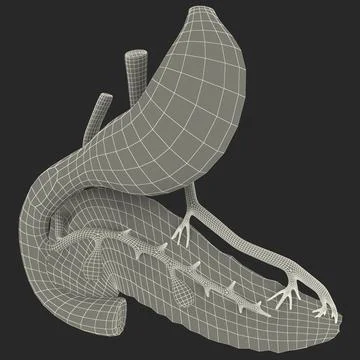 3D Model: Pancreas Anatomy ~ Buy Now #89229871 | Pond5