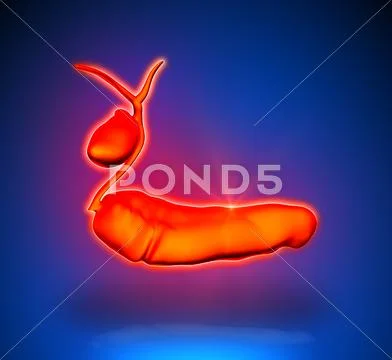 Pancreas / Gallbladder - Internal organs - blue background ~ Clip Art ...