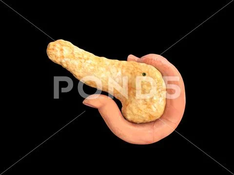 Pancreas, human anatomy, posterior view, duodenum, on black background ...