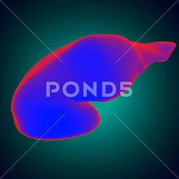 Pancreas Human Digestive System Anatomy For Medical Concept 3D ...