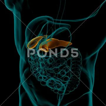 Pancreas Human Digestive System Anatomy For Medical Concept 3D: Graphic ...
