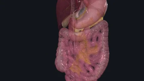 The pancreas is an organ located in the ... | Stock Video | Pond5