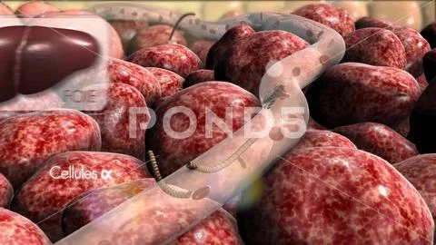 Pancreatic -Cell Electrical Activity and Insulin Secretion Illustration ...