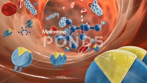 Pancreatic -Cell Electrical Activity and Insulin Secretion Illustration ...
