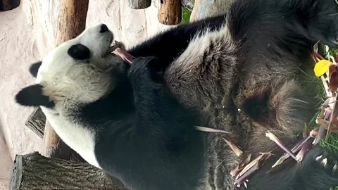 panda eating sugar cane at the zoo | Stock Video | Pond5