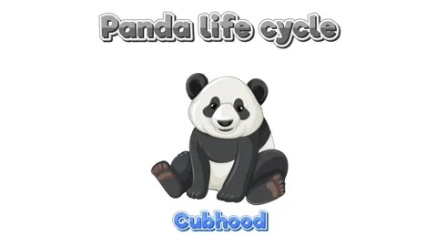Panda Life Cycle Animation | Stock Video | Pond5